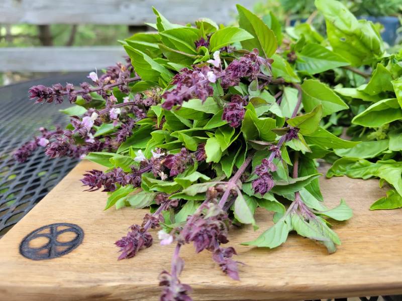 Thai Basil (CSA) – Ramblin' Sol Farm