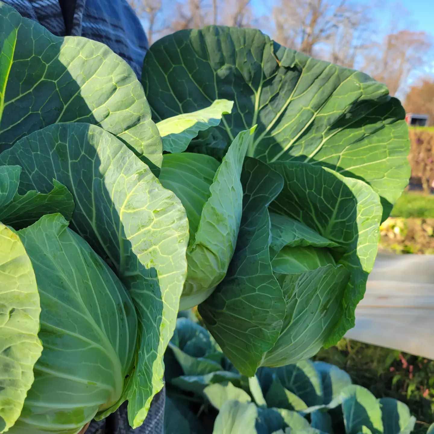Cabbage Plant – Ramblin' Sol Farm