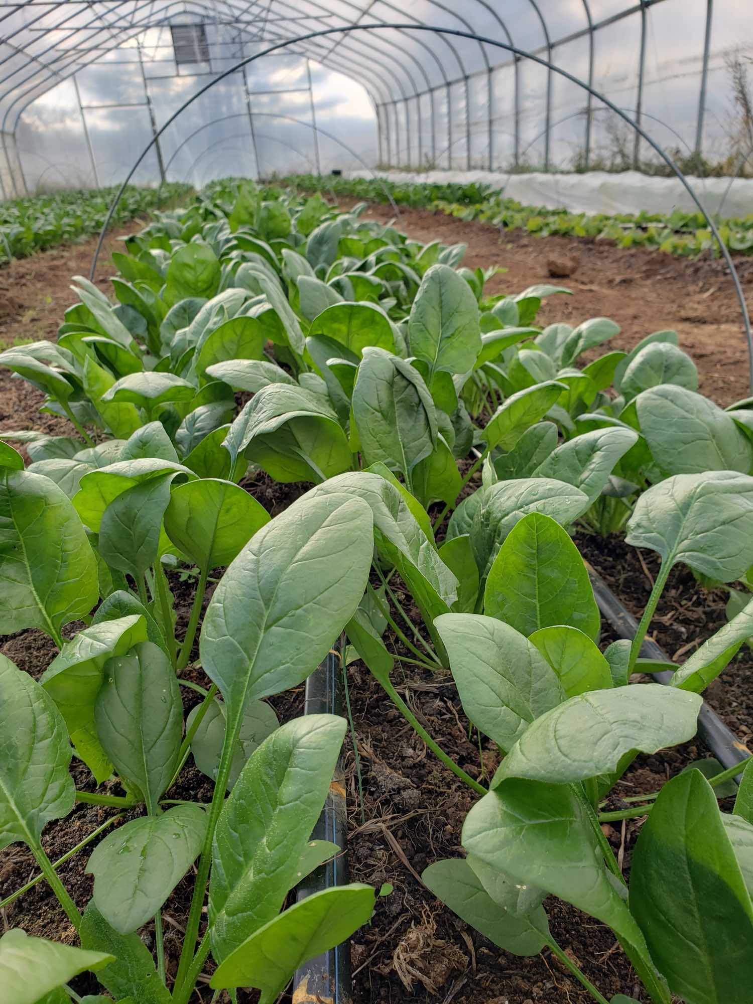 Spinach (CSA) – Ramblin' Sol Farm
