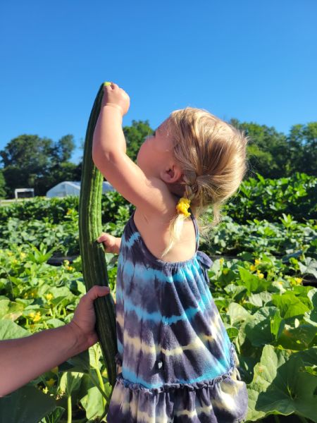 Striped Armenian Cucumber (CSA) – Ramblin' Sol Farm